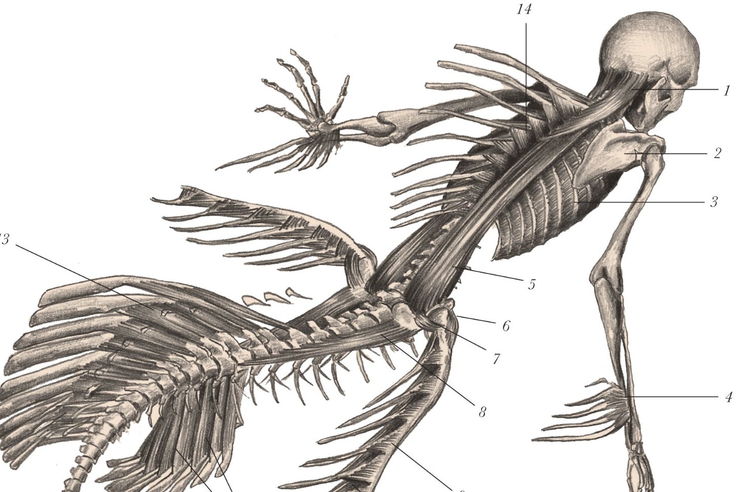 The Resurrectionist is a Stunningly Illustrated Must-Read for ...